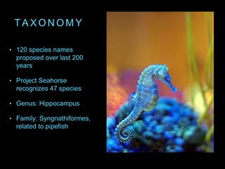 Seahorse presentation | PPTX
