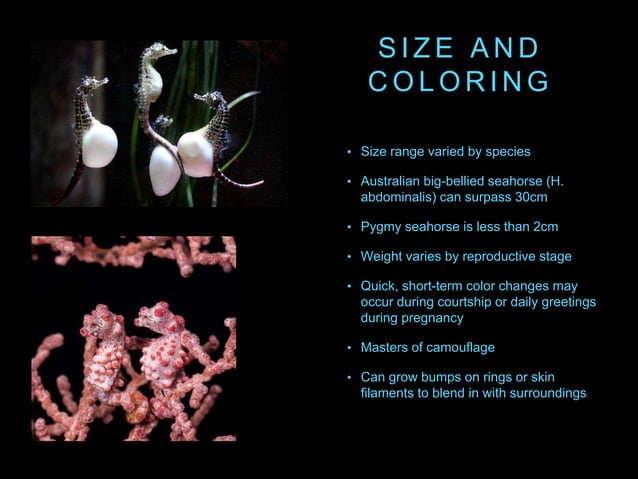 Seahorse presentation | PPTX