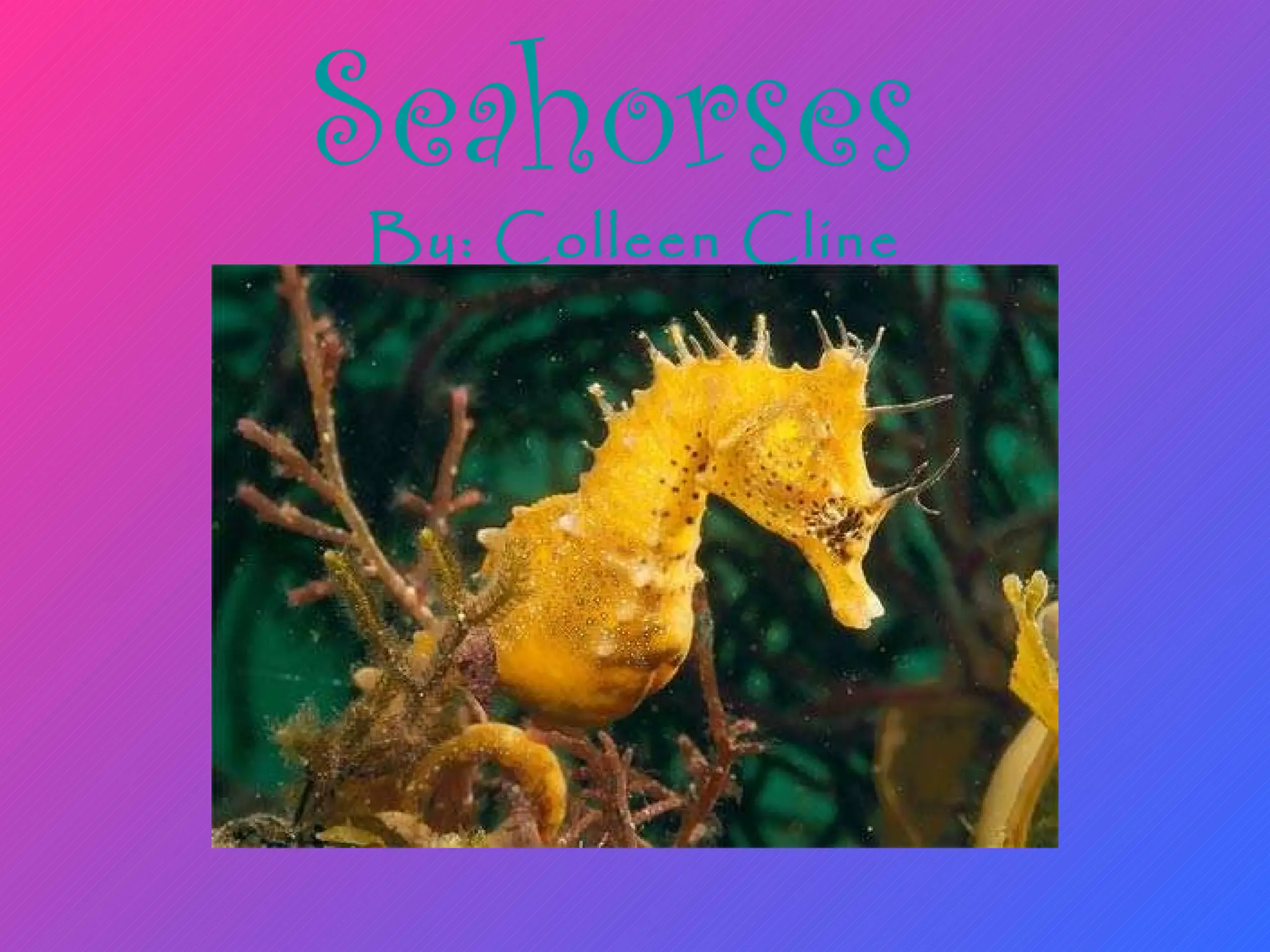 Seahorses Colleen Cline | PPT