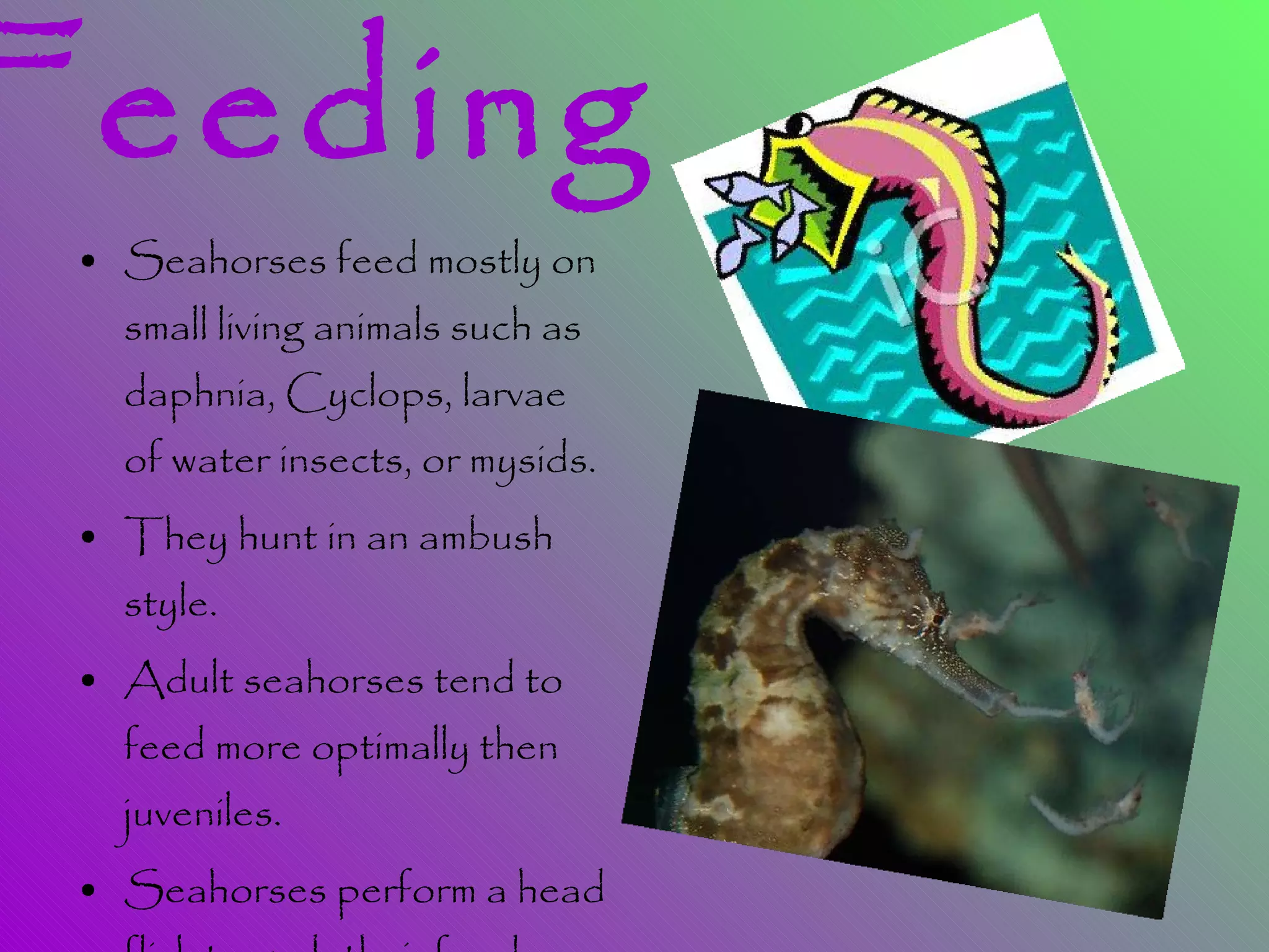 Seahorses Colleen Cline | PPT