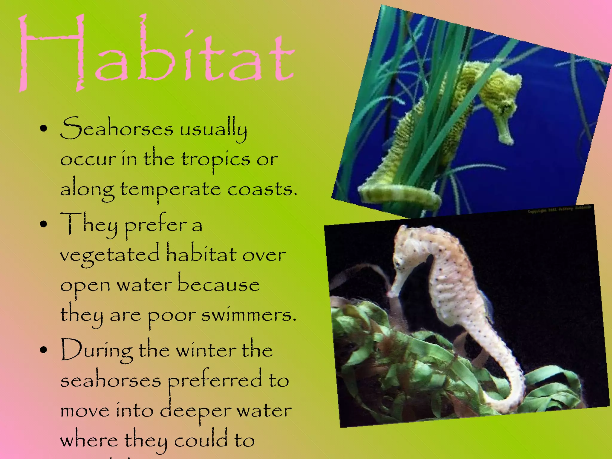 Seahorses Colleen Cline | PPT