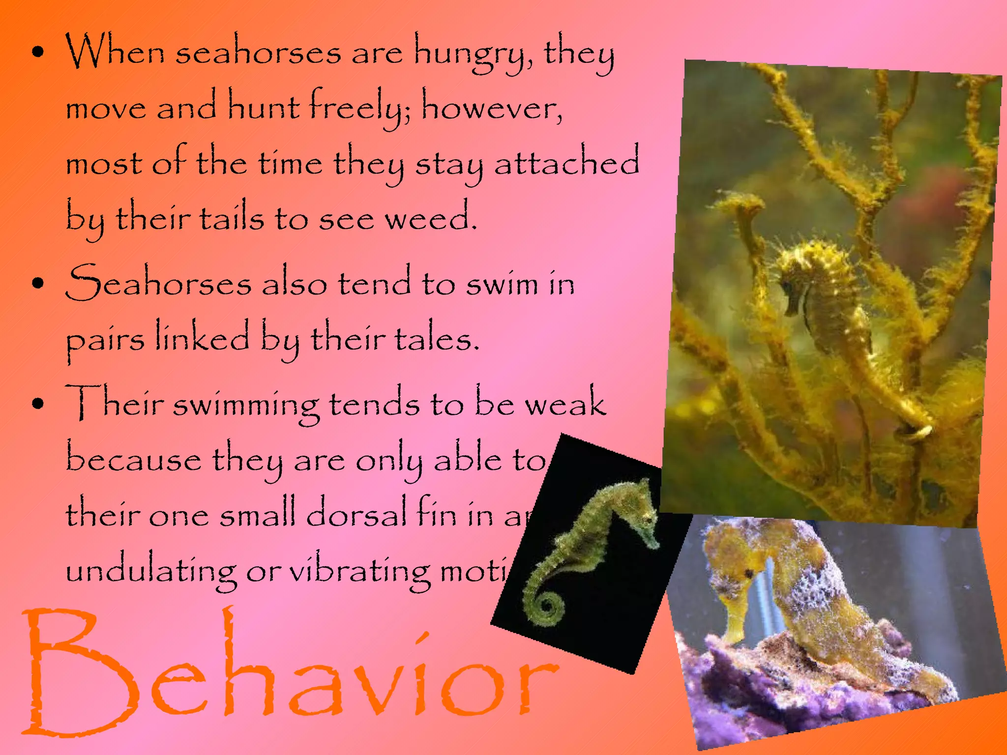 Seahorses Colleen Cline | PPT