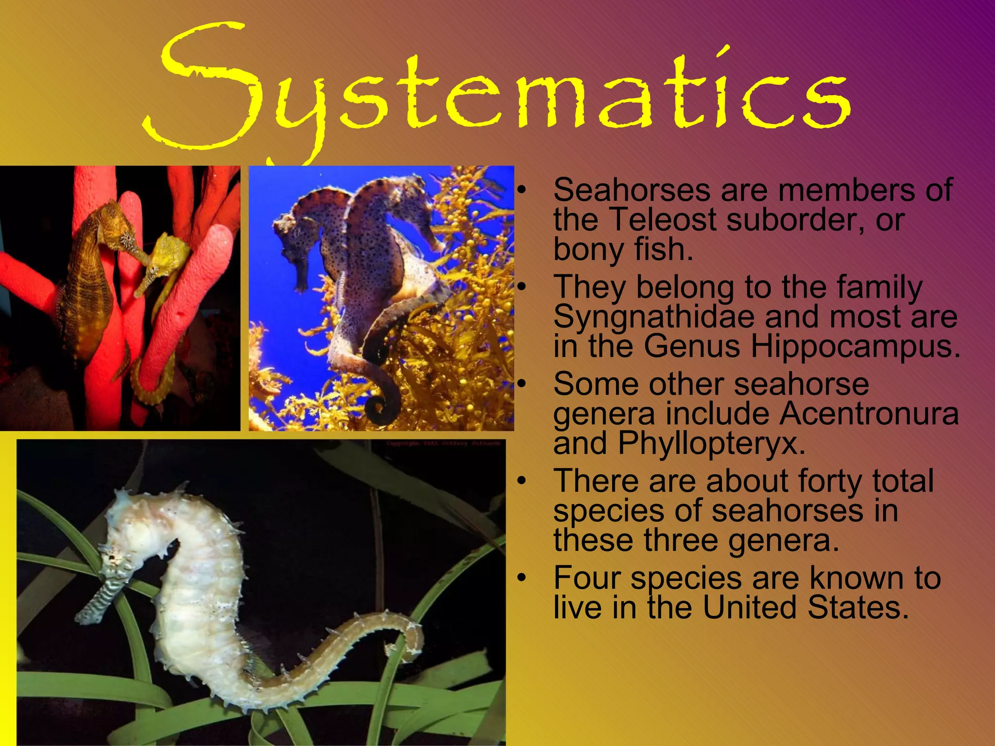 Seahorses Colleen Cline | PPT