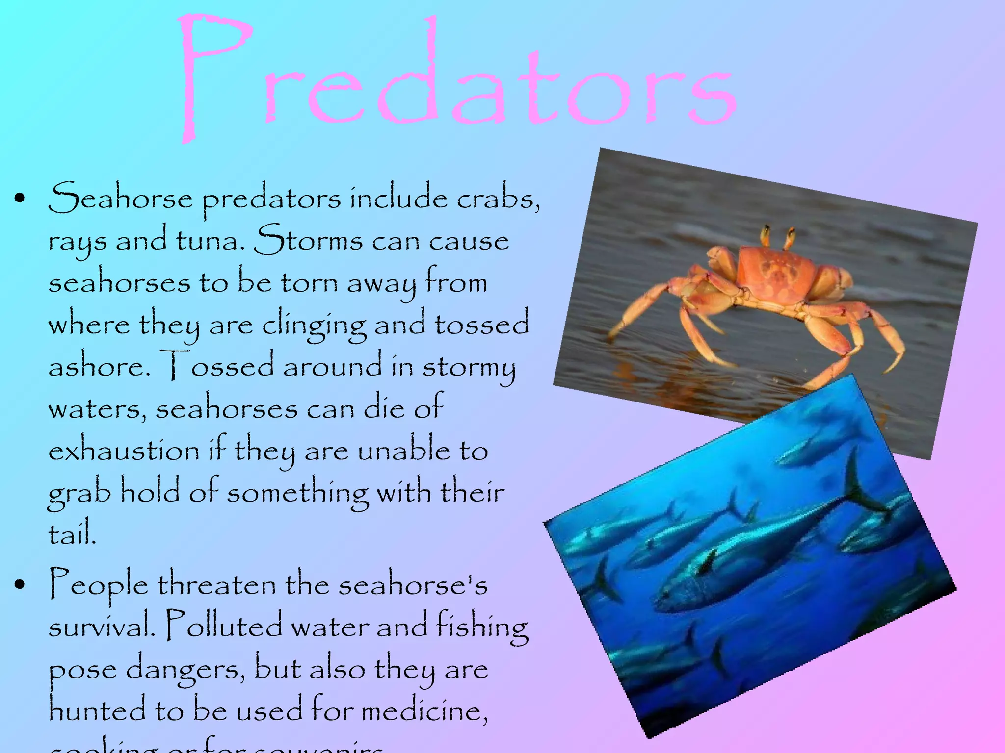 Seahorses Colleen Cline | PPT