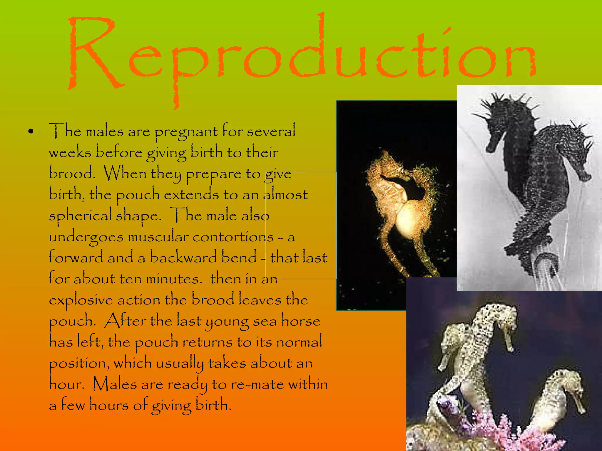 Seahorses Colleen Cline | PPT