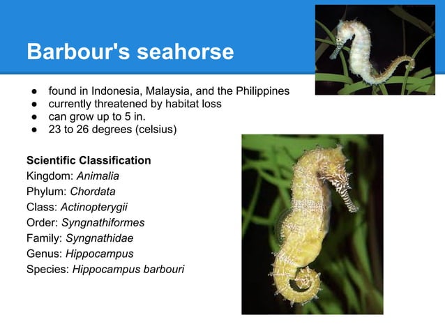 Seahorses | PPT