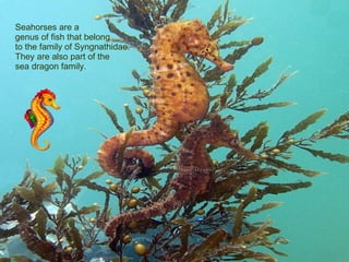 Seahorses | PPT
