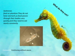 Seahorses | PPTX
