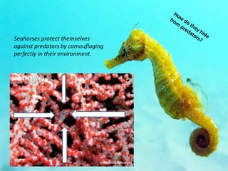 Seahorses | PPTX