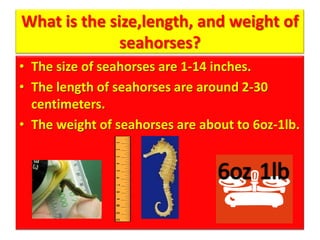 Seahorses | PPT