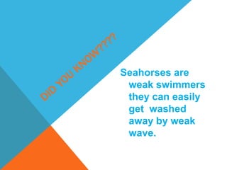 Seahorses | PPTX