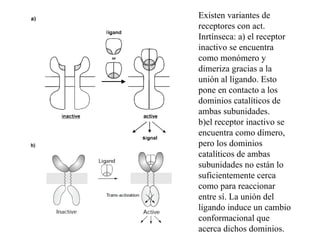 Señales Biologicas | PPT