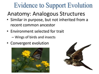 Sealey evolution | PPT