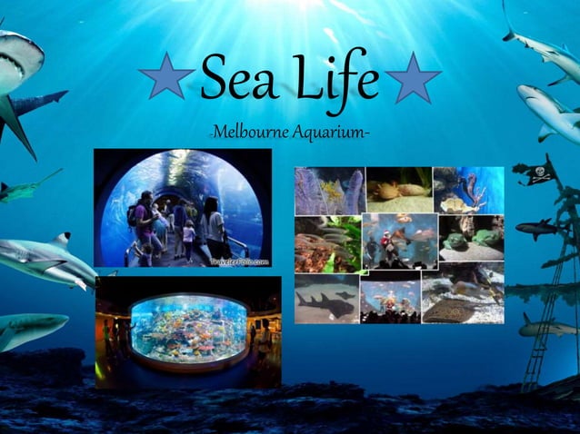 Sea life | PPTX