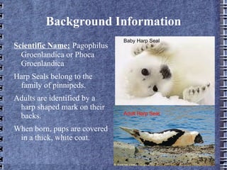 Harp Seal Diagram