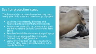 Sea Lion Presentation | PPT