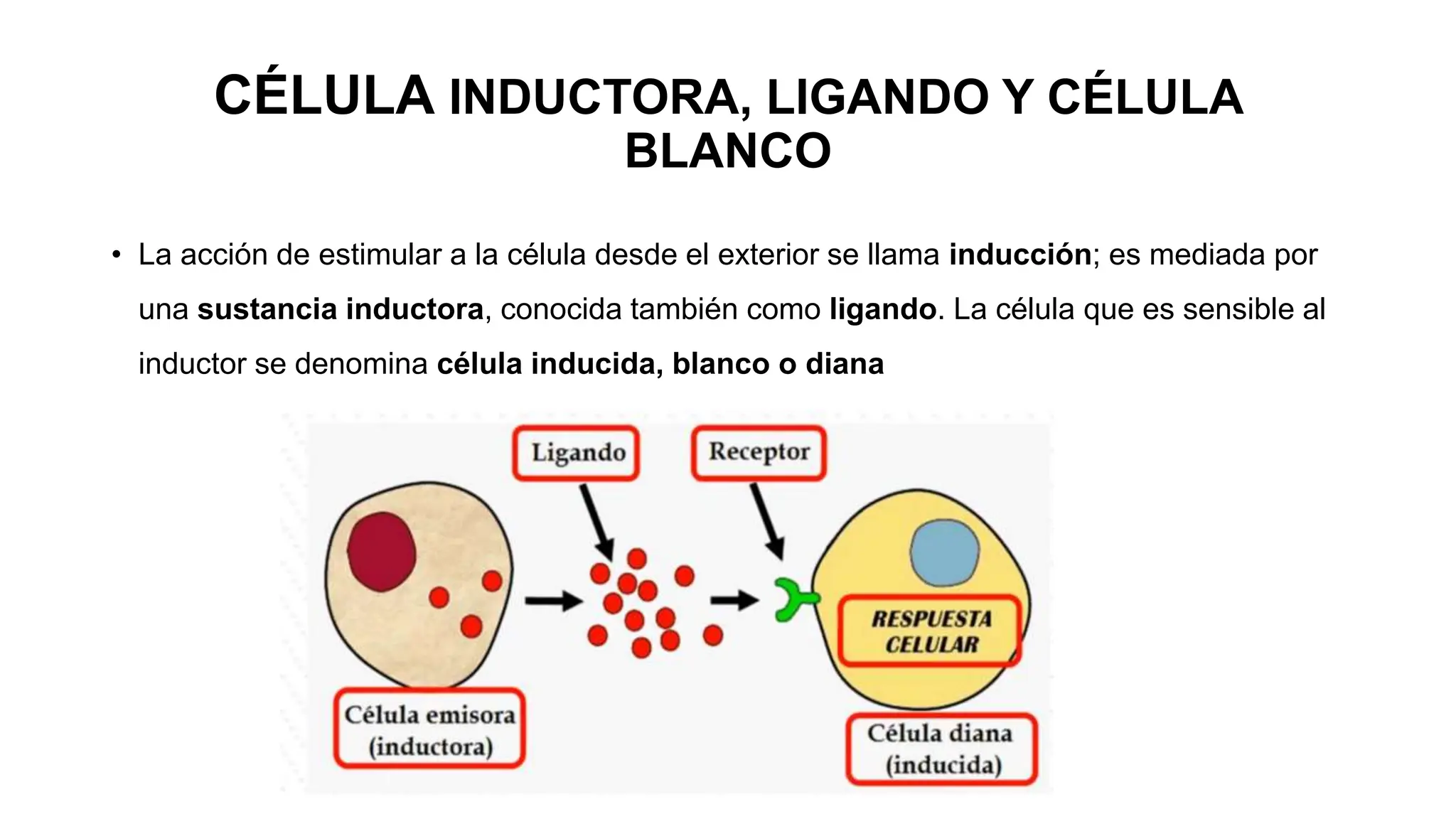 SEÑALIZACION CELULAR - BIOLOGÍA CELULAR Y MOLECULAR.pptx