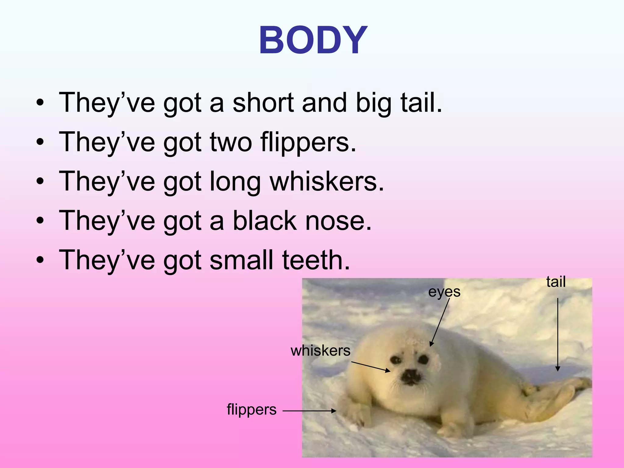 OCEAN ANIMALS: SEALS | PPTX