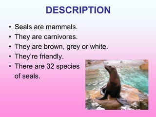 OCEAN ANIMALS: SEALS | PPTX