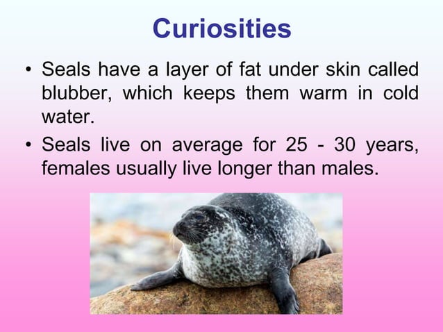 OCEAN ANIMALS: SEALS | PPTX | Cats | Pets