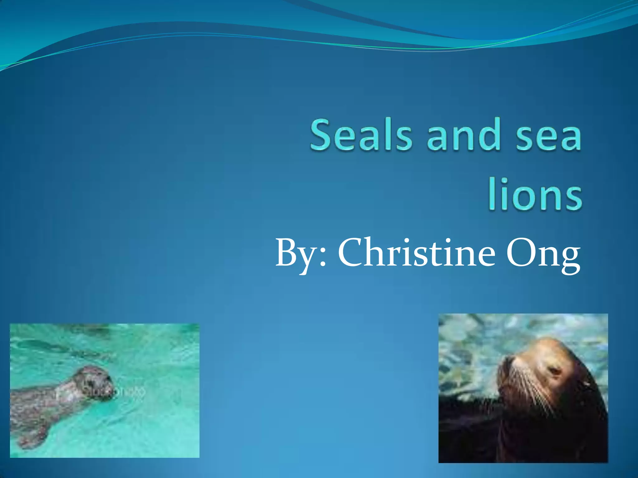 Seal & Sea Lions | PPT