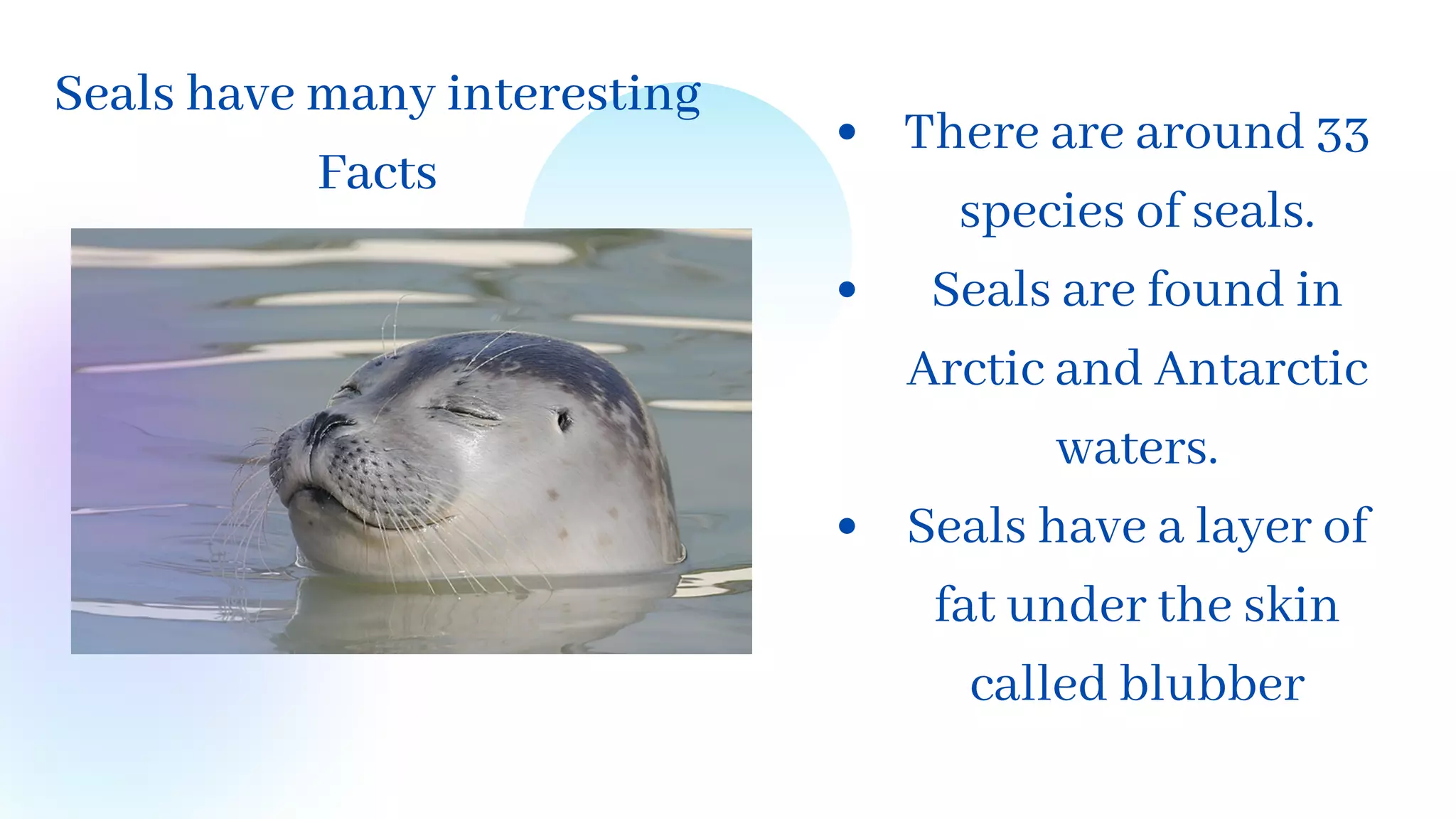 Seals Endangerd Species - Marine Conservation | PPT