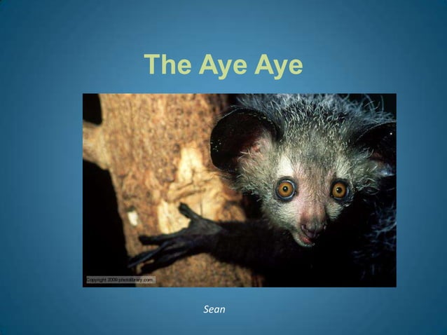 Aye-aye | PPT