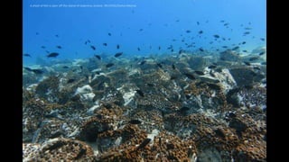 Sea of Garbage | PPSX