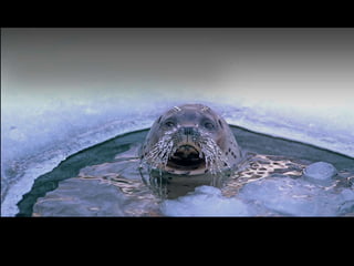 Sea of ohotsk | PPT