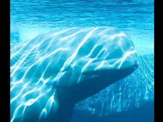 Sea of ohotsk | PPT