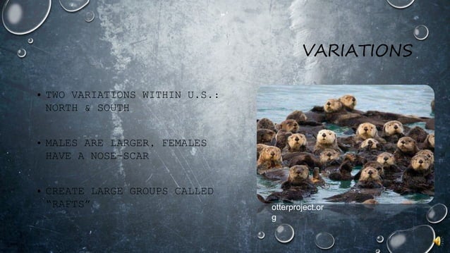 Sea otters | PPTX