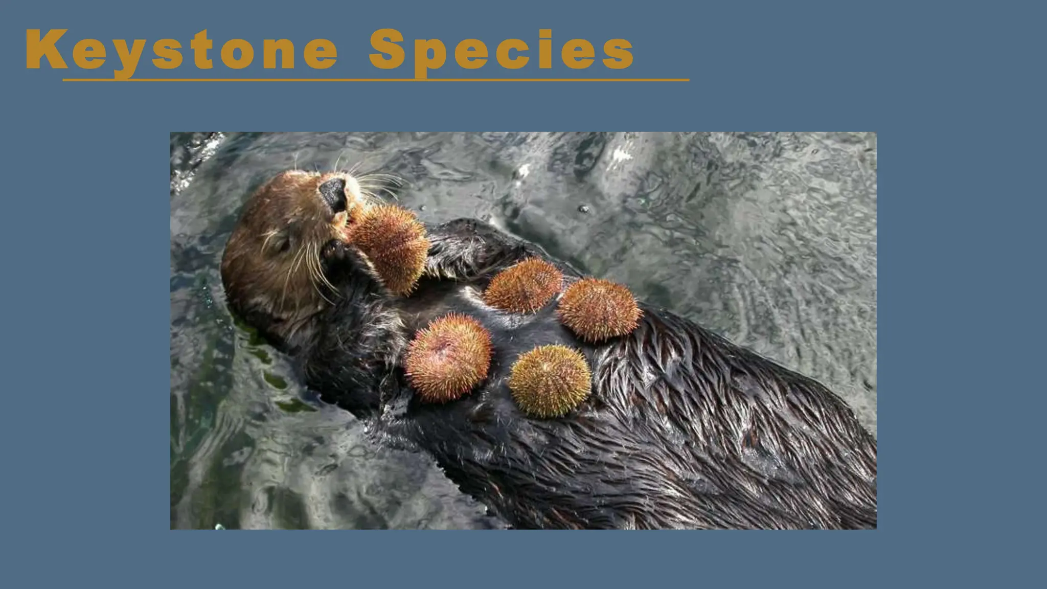 Sea Otters - marine mammals - Unknown.pptx