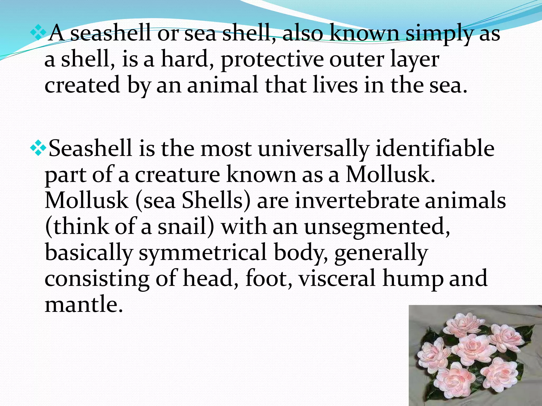 Seashell | PPTX | Bath and Shower | Personal Care