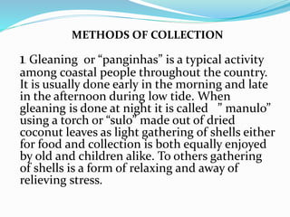 Seashell | PPTX