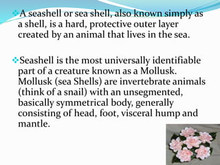 Seashell | PPTX