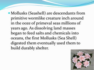 Seashell | PPTX