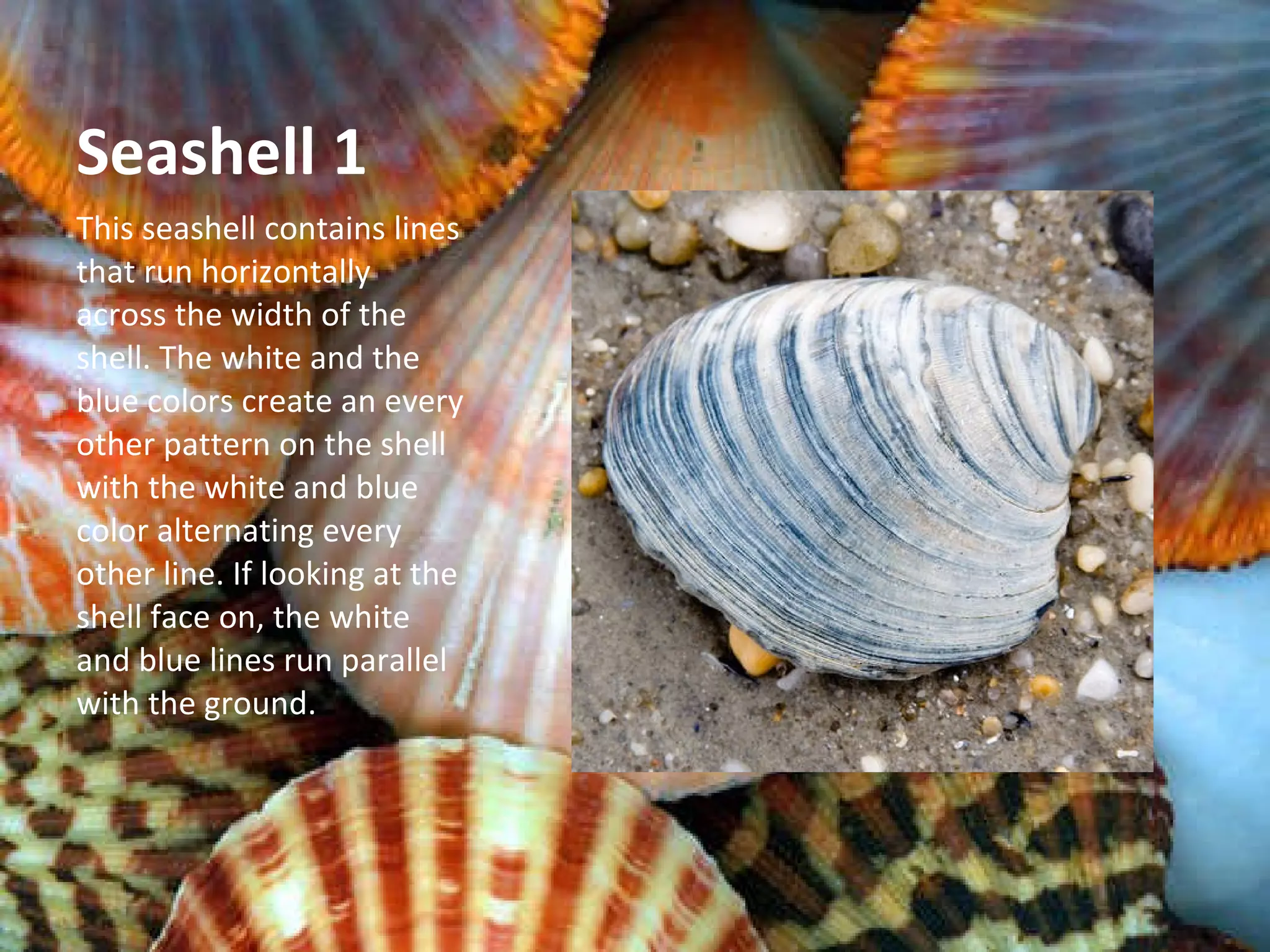 Seashells | PPT