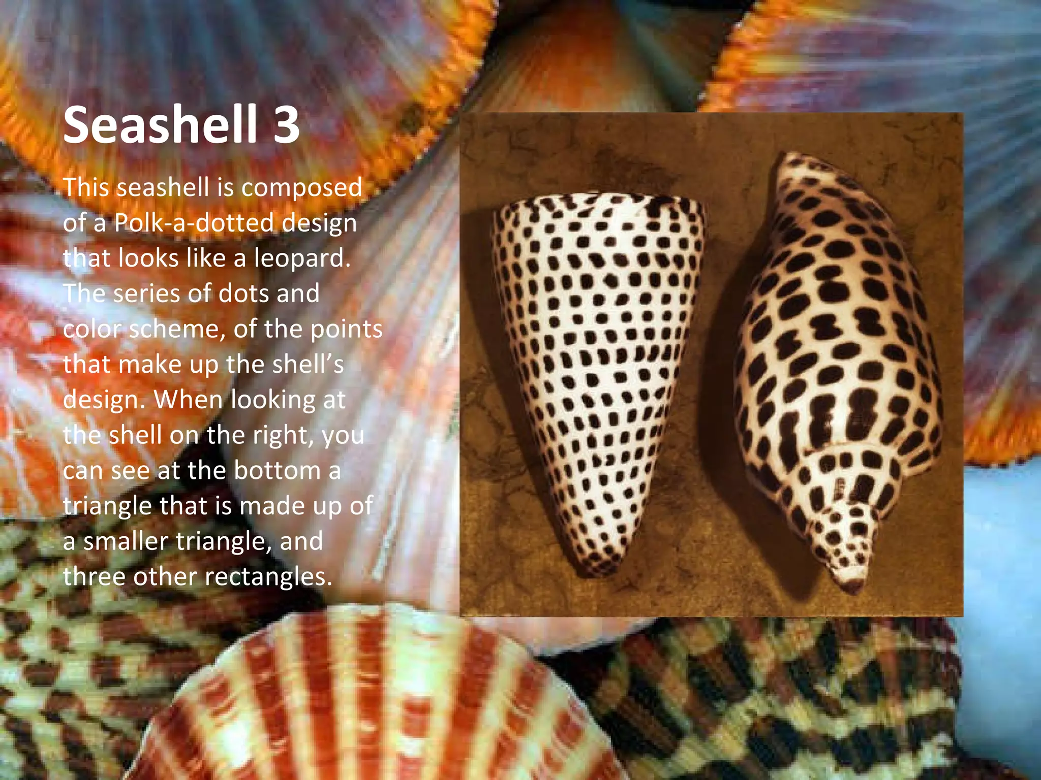 Seashells | PPT