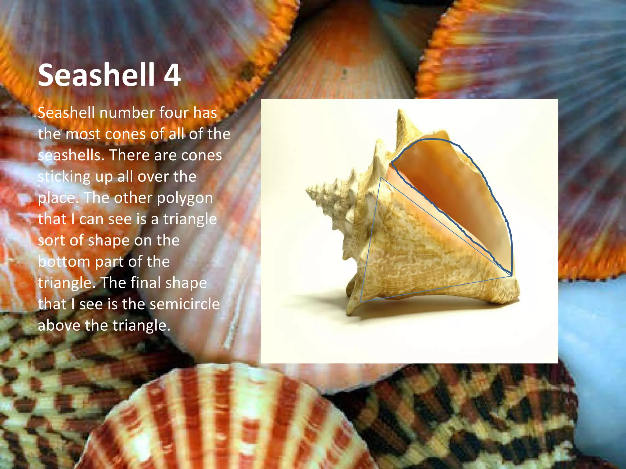 Seashells | PPT