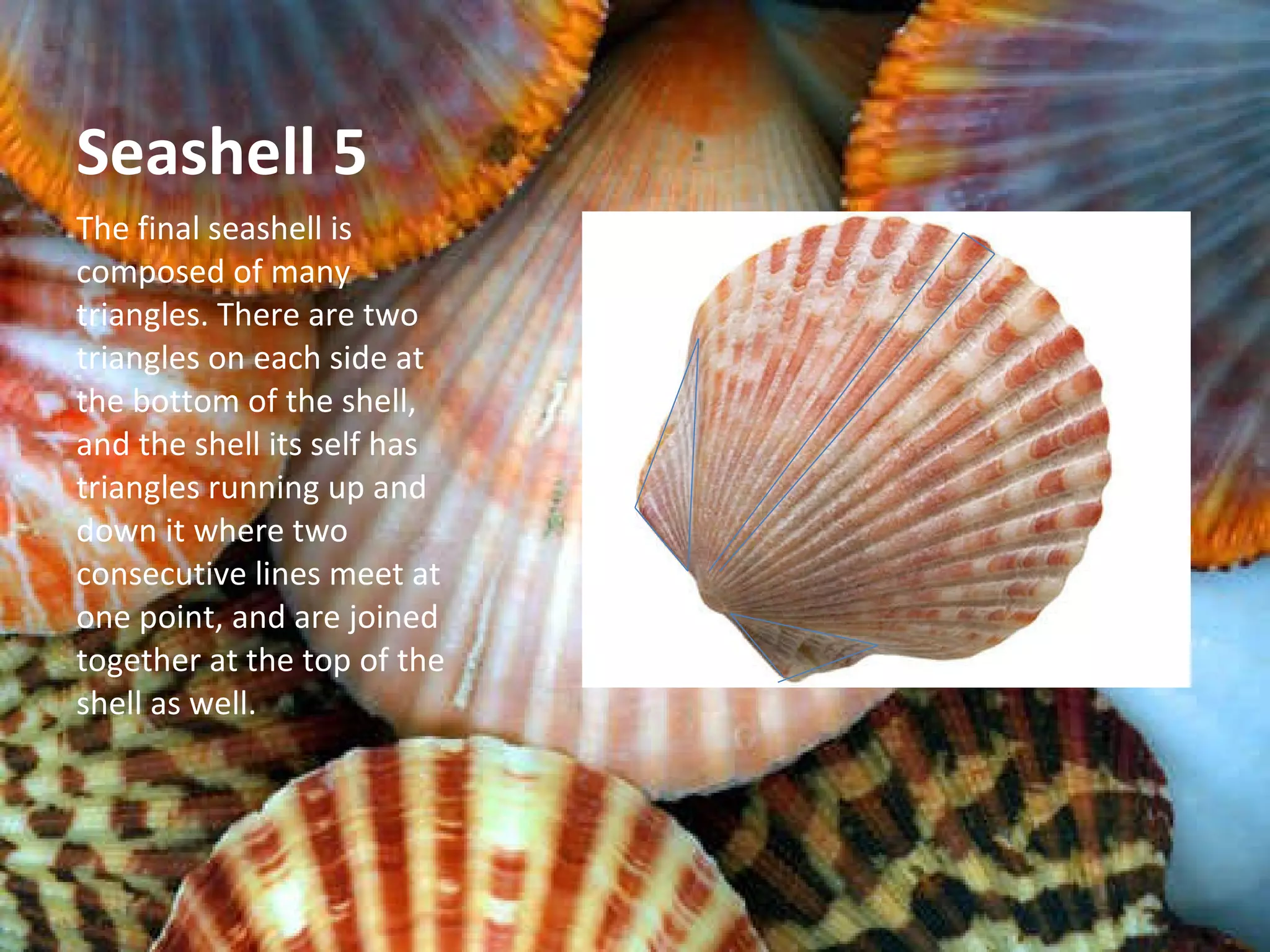 Seashells | PPT