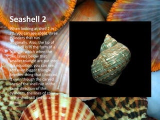 Seashells | PPT