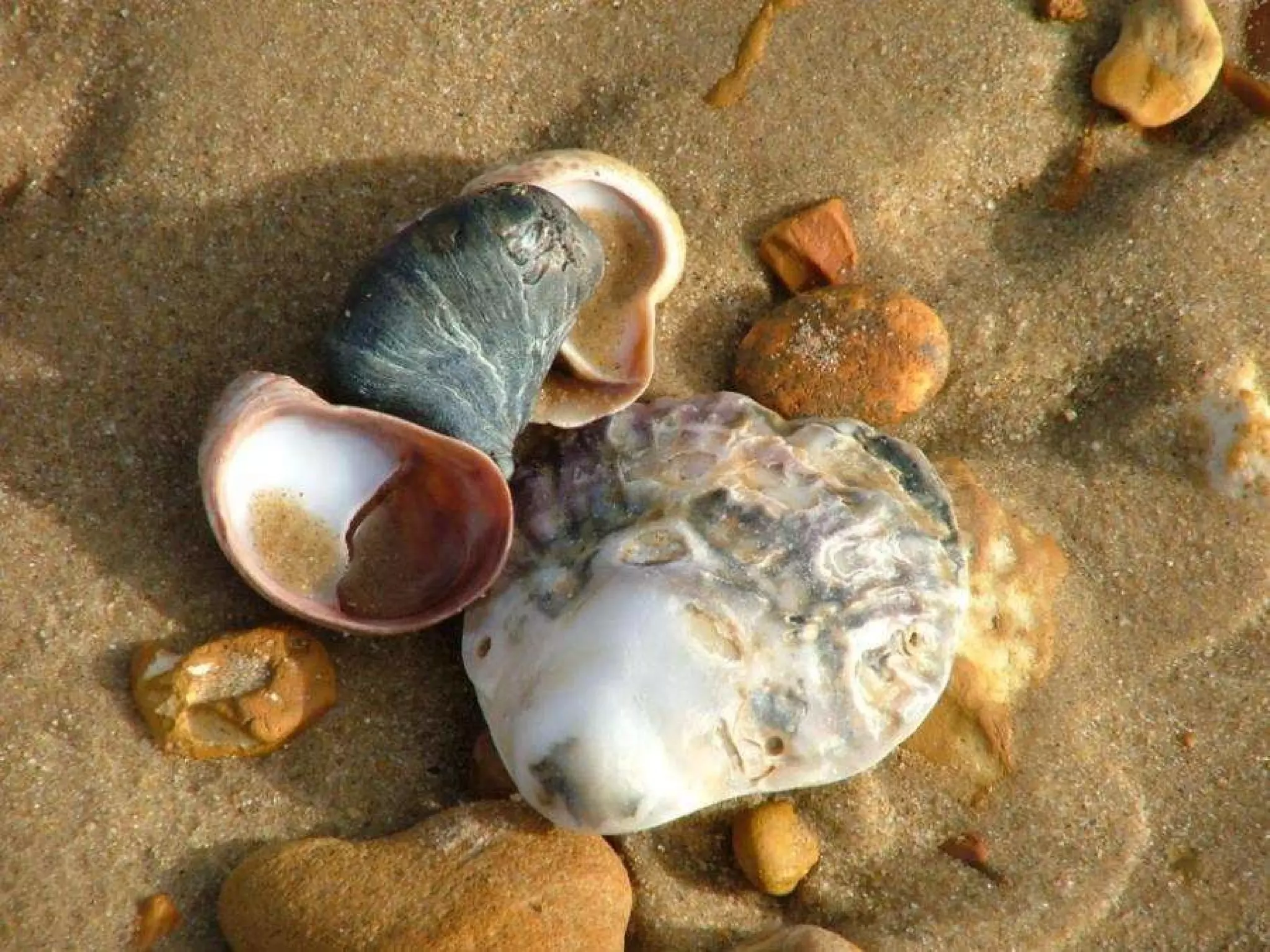 SEASHELLS by the Seashore | PPS