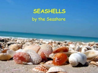 SEASHELLS by the Seashore | PPS