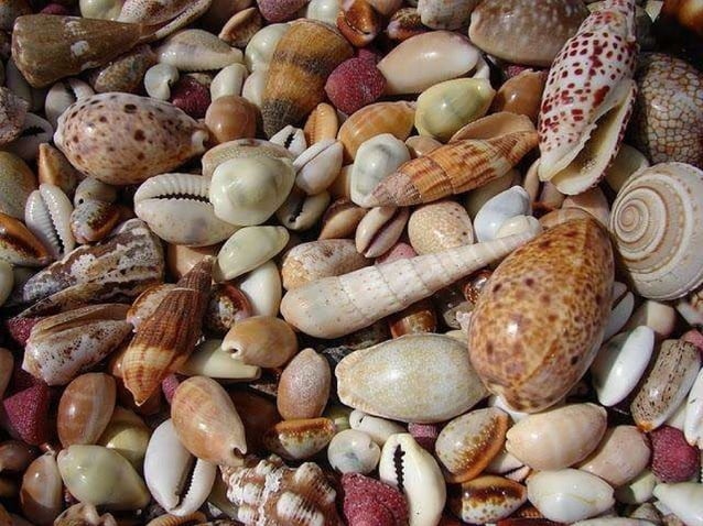 SEASHELLS by the Seashore | PPS