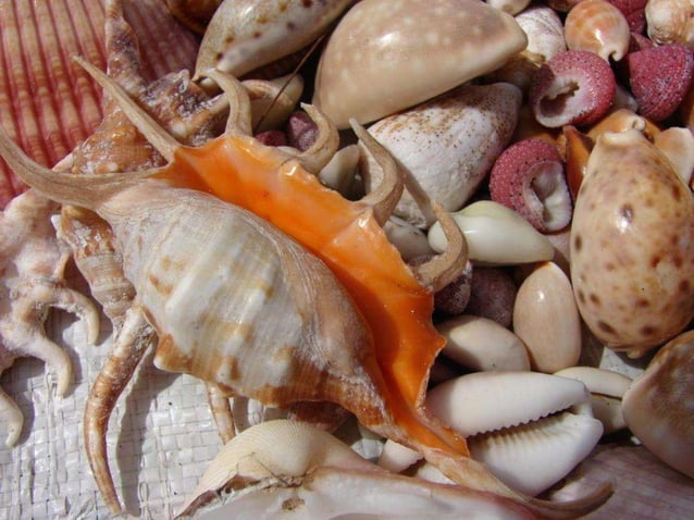 SEASHELLS by the Seashore | PPS