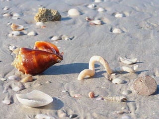 SEASHELLS by the Seashore | PPS