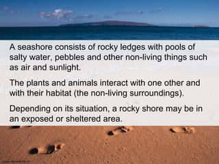 Seashore habitat | PPT