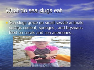 Sea slugs | PPT
