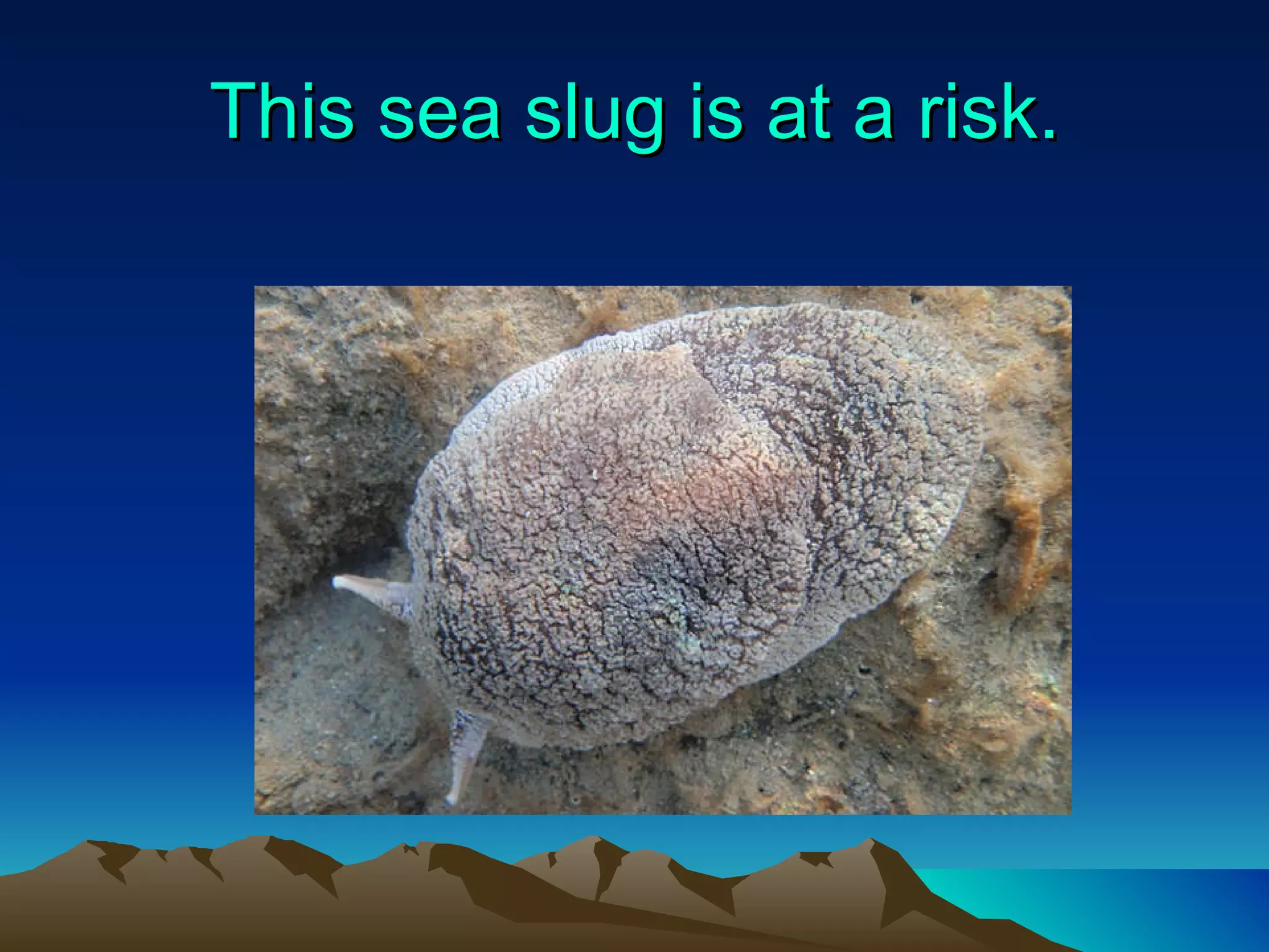 Seaslugs by india and jenny | PPT