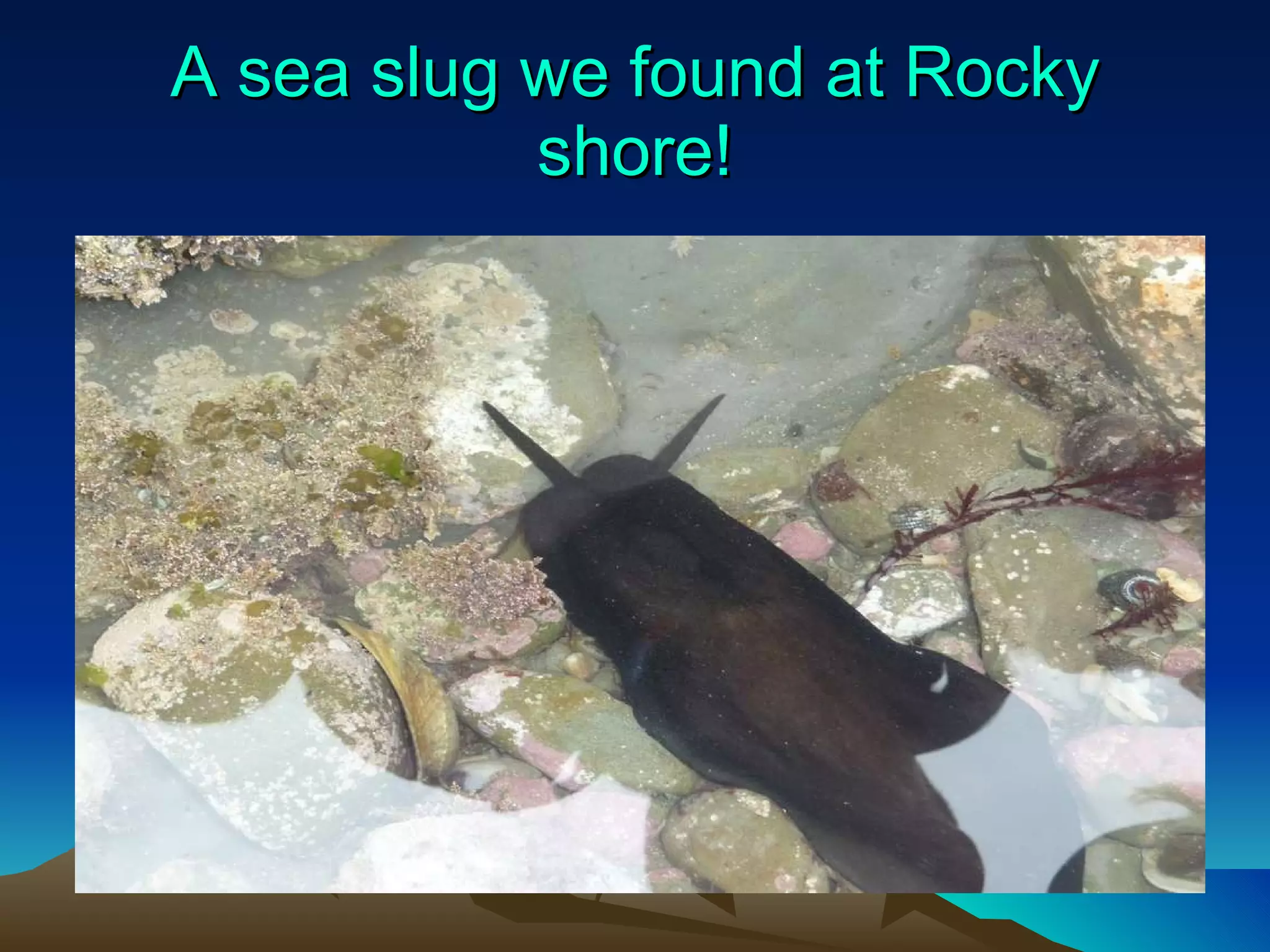 Seaslugs by india and jenny | PPT